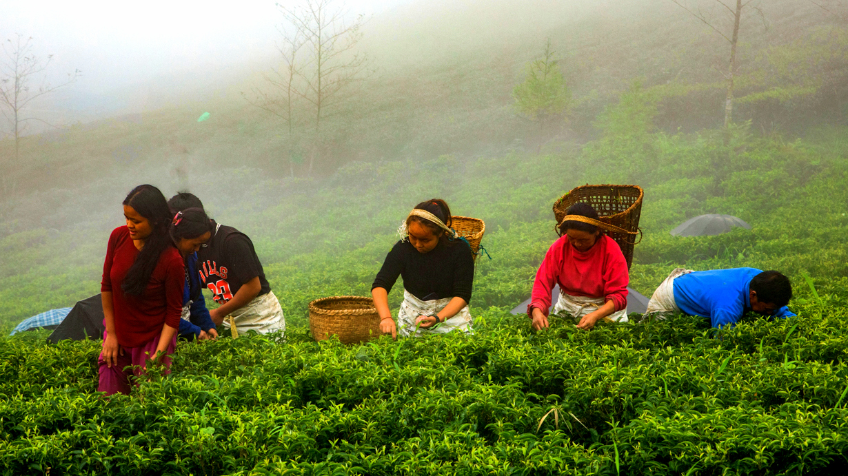 Nepali Tea Culture: Exploring the Rich Heritage and Flavors of ...